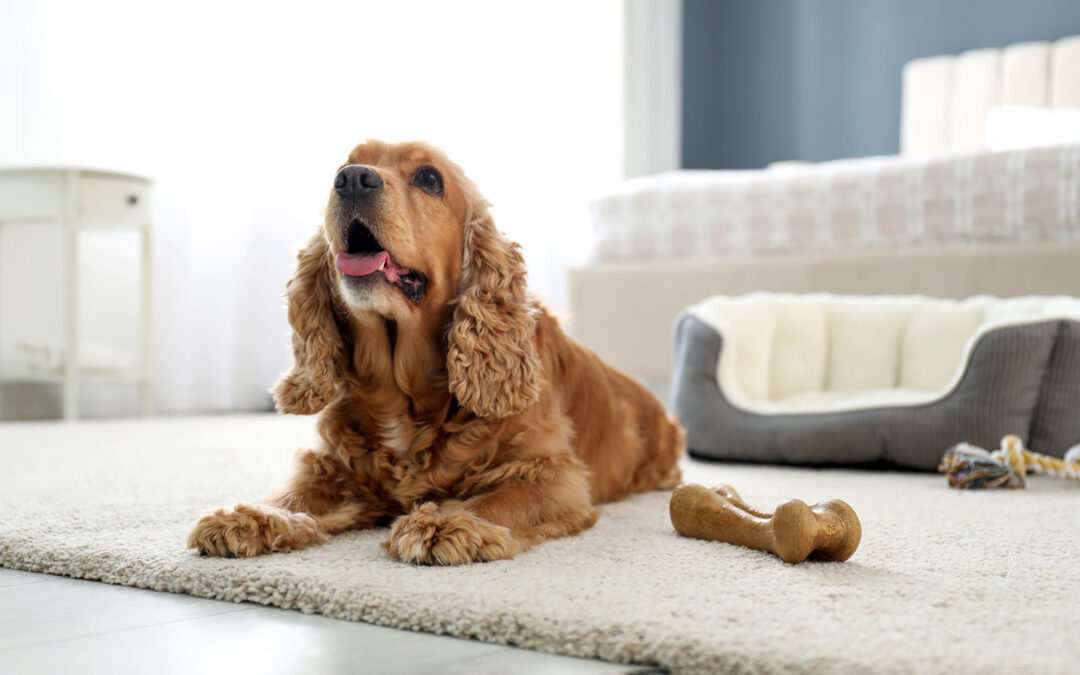 24 great dog-friendly attractions in the Cotswolds