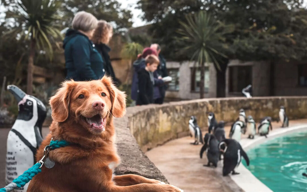 24 great dog-friendly attractions in the Cotswolds