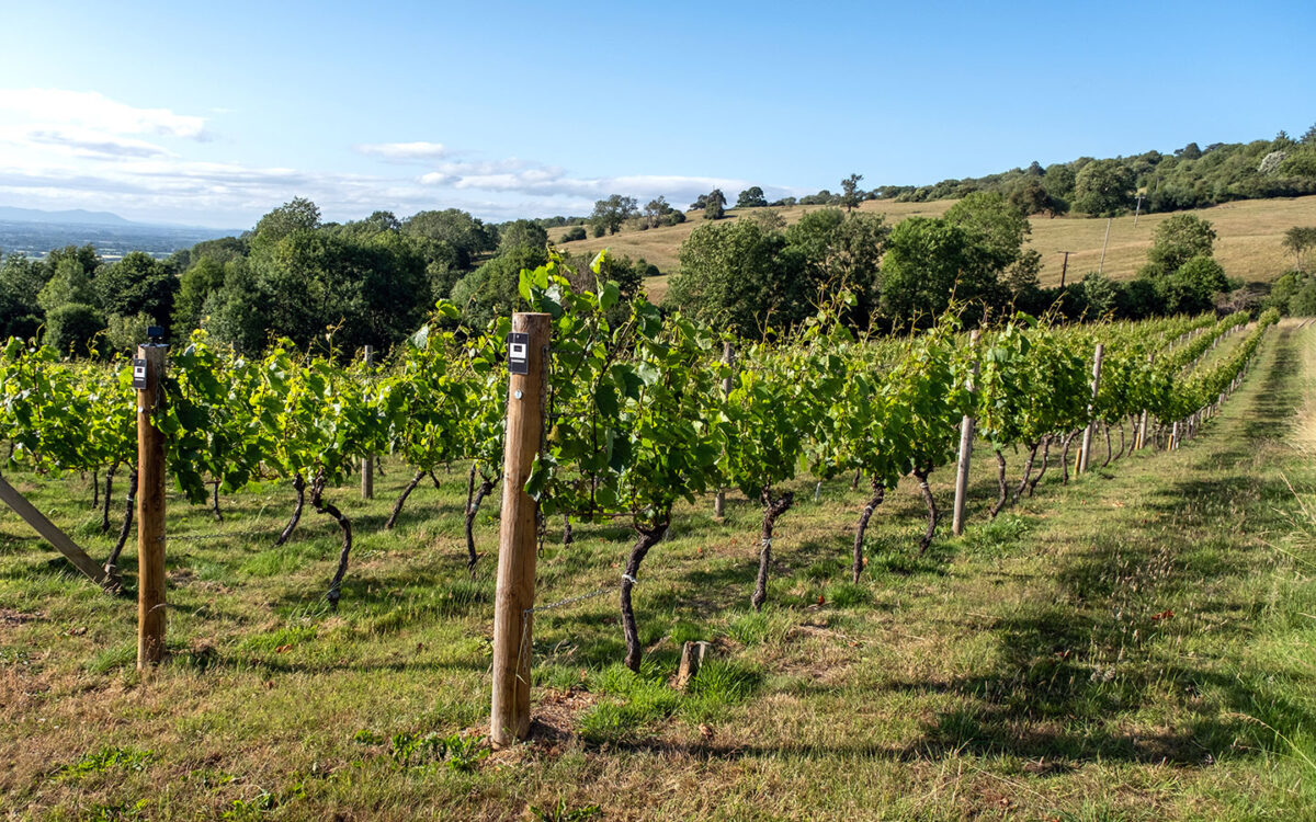 The best wine tours and vineyards in the Cotswolds